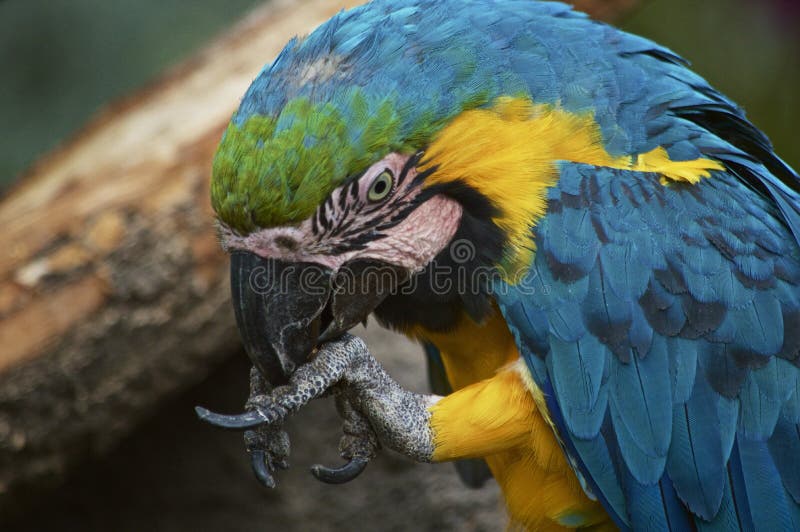 Blue and Yellow Macaw Feeding from Claw Stock Image - Image of feeding ...