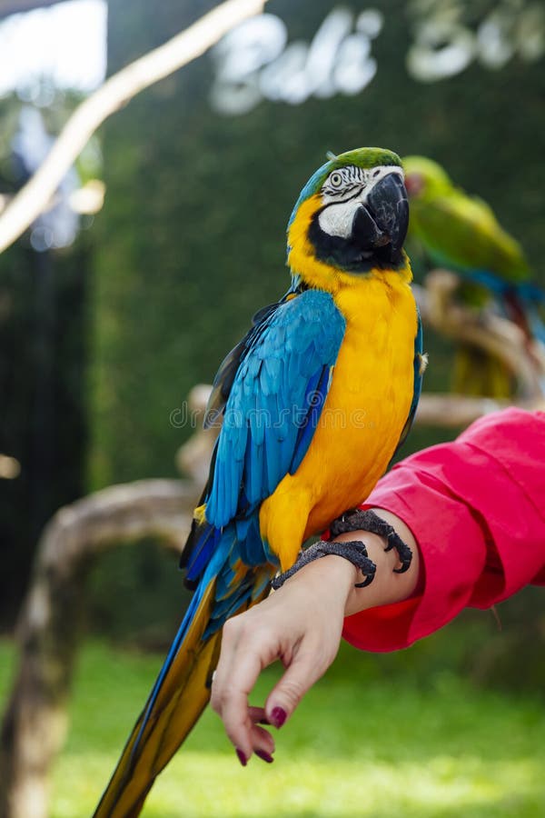 Blue and Yellow Macaw on the Human Hand Stock Image - Image of outdoor ...