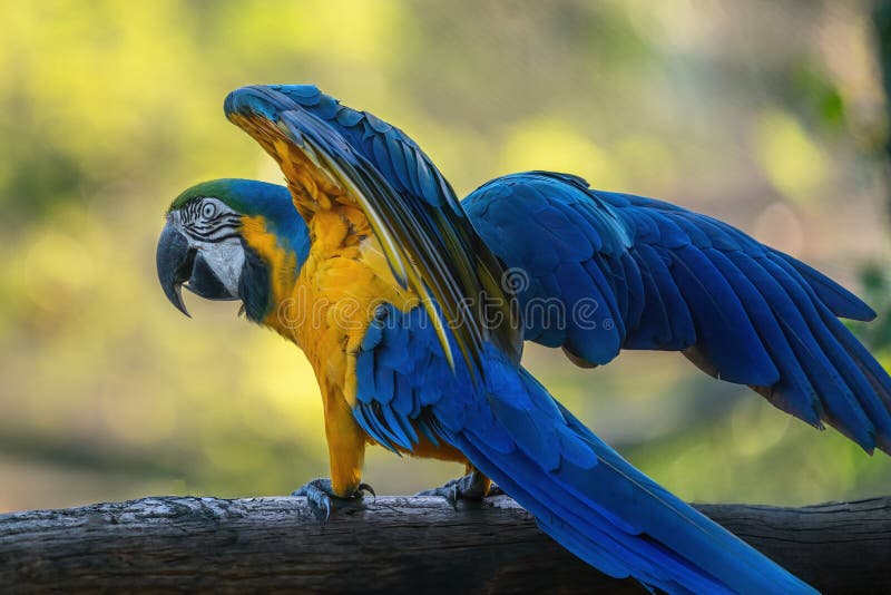 Blue-and-yellow Macaw with Open Wings Stock Photo - Image of ...