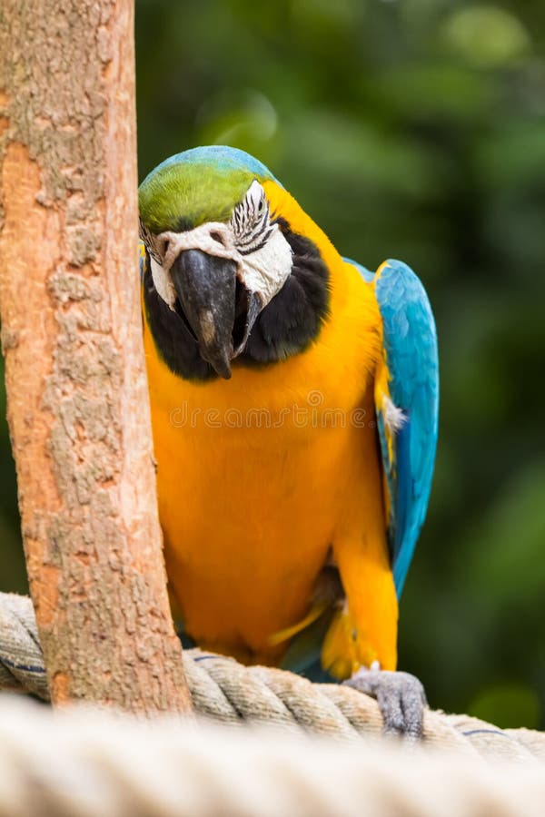 Blue-yellow Macaw Parrot Portrait Stock Image - Image of blue, feather ...
