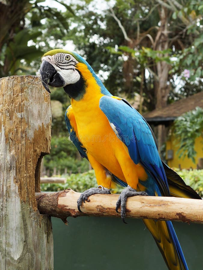 Blue & Yellow Macaw stock photo. Image of macaw, beak - 36143808