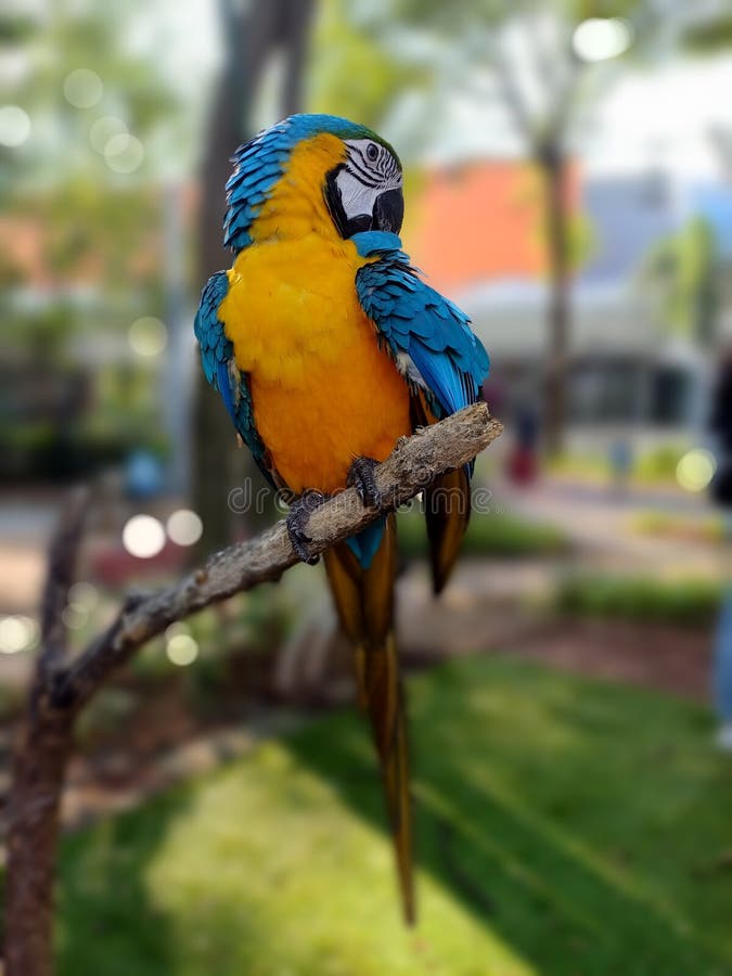 Blue and Yellow Macaw Perching and Looking Back on the Tree Branch ...