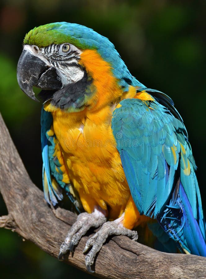Blue Macaw Feathers stock photo. Image of macaw, wildlife - 38866070
