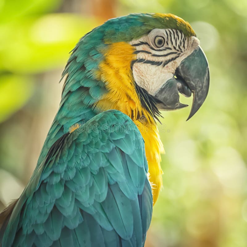 Ara Ararauna - Exotic bird stock photo. Image of feather - 246026212