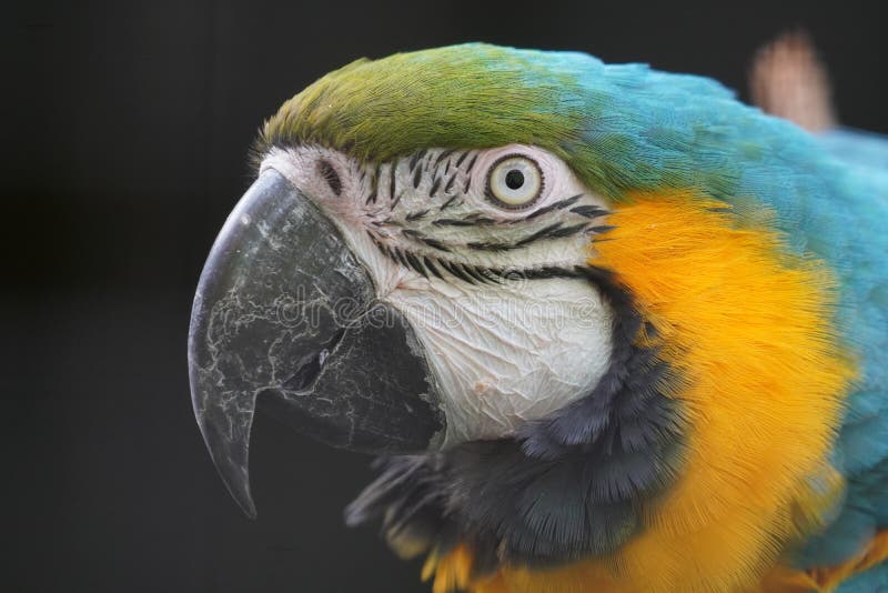 Blue and Yellow Macaw Looking Out Stock Photo - Image of yellow, gold ...
