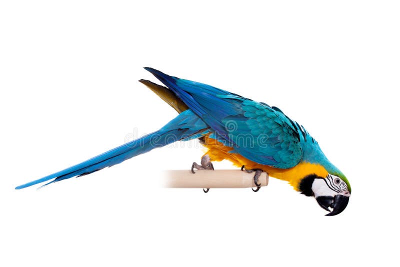 Rear View of Blue and Yellow Macaw, Ara Ararauna Stock Image - Image of ...