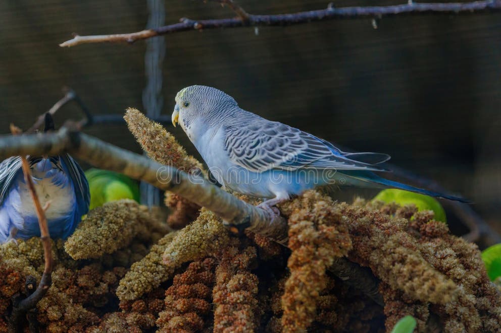 A Blue and Yellow Parakeet is Perched on a Branch Stock Photo - Image ...