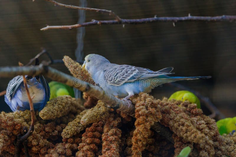A Blue and Yellow Parakeet is Perched on a Branch Stock Photo - Image ...