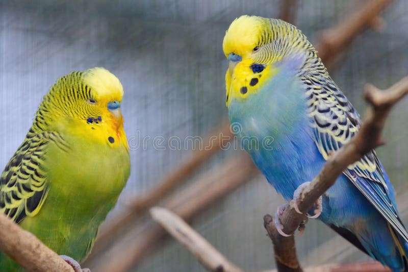 A Blue and Yellow Parakeet is Perched on a Branch Stock Image - Image ...