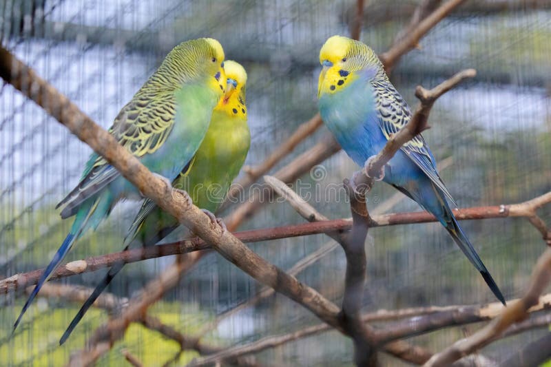 A Blue and Yellow Parakeet is Perched on a Branch Stock Photo - Image ...