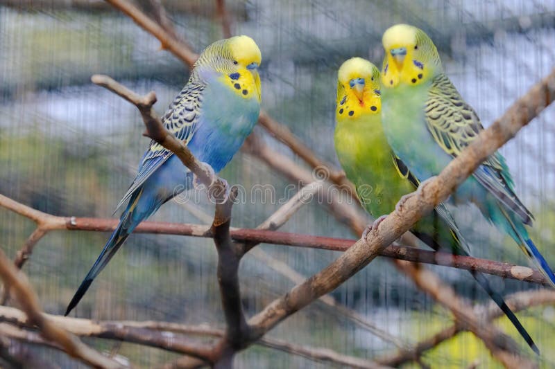 A Blue and Yellow Parakeet is Perched on a Branch Stock Image - Image ...