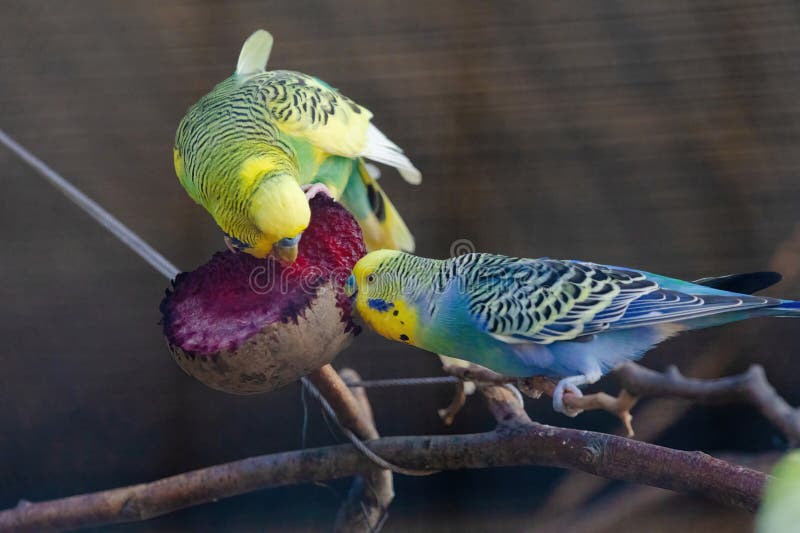 A Blue and Yellow Parakeet is Perched on a Branch Stock Image - Image ...