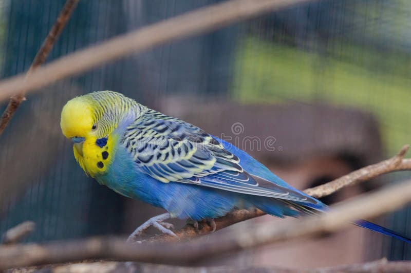 A Blue and Yellow Parakeet is Perched on a Branch Stock Photo - Image ...