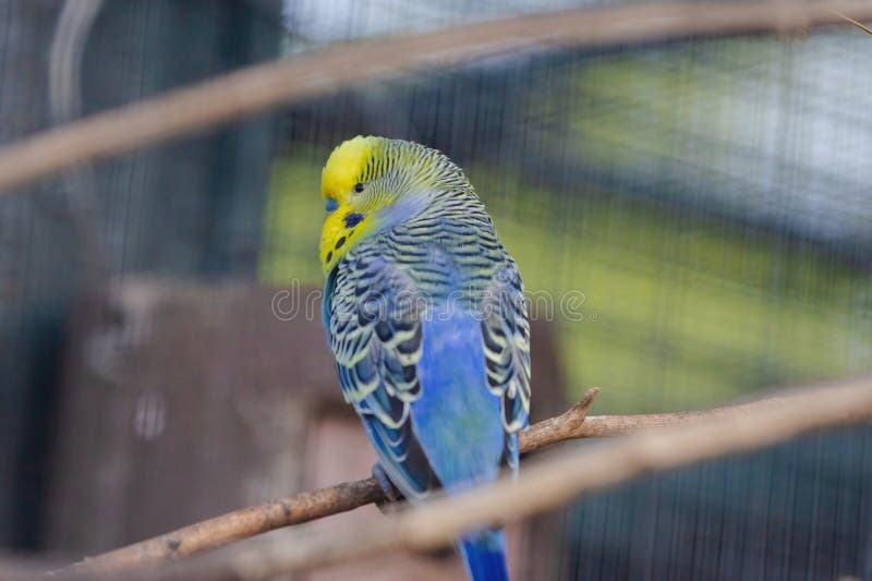 A Blue and Yellow Parakeet is Perched on a Branch Stock Image - Image ...