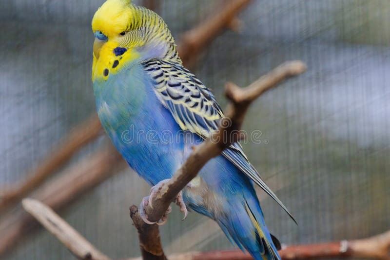 A Blue and Yellow Parakeet is Perched on a Branch Stock Image - Image ...