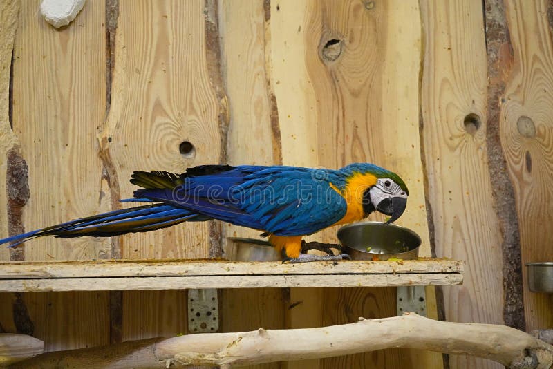 Blue Yellow Parrot Ara in Close-up Eats from an Iron Bowl Stock Image ...