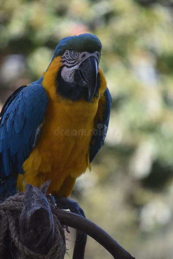 Blue and Yellow Parrot with Great Coloring Stock Image - Image of birds ...