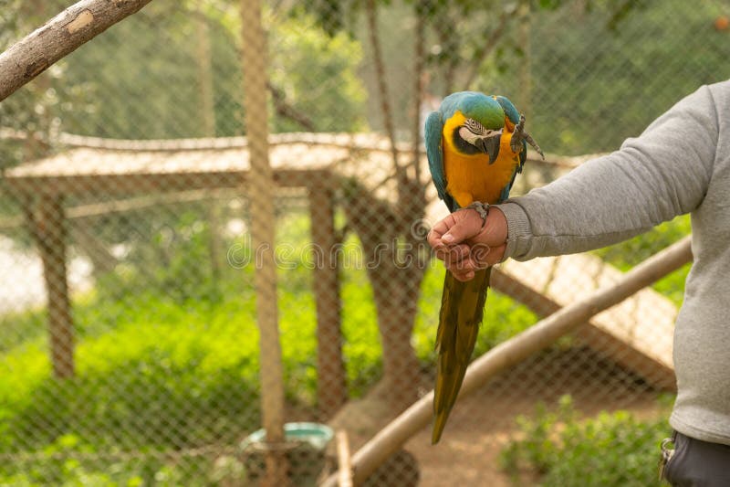 The Blue and Yellow Parrot is in the Hands of Its Owner Stock Photo ...