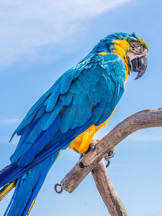 Blue and yellow parrot stock photo. Image of lying, natural - 40877024