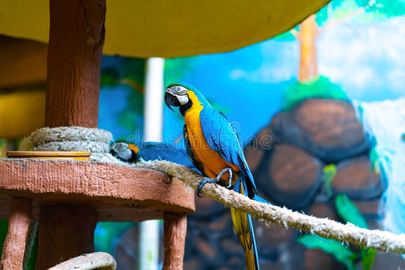 Blue Yellow Parrot Macaw Sitting on Rope Stock Photo - Image of sitting ...
