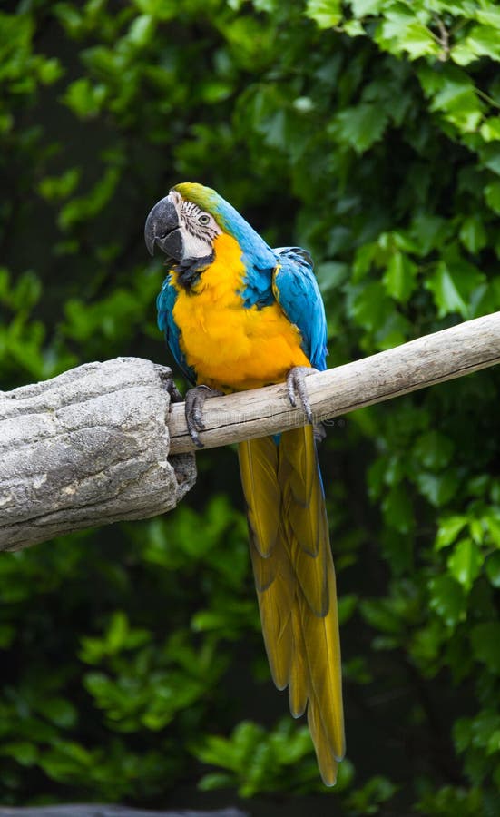Blue Yellow Parrot Stock Photos - Download 19,207 Royalty Free Photos
