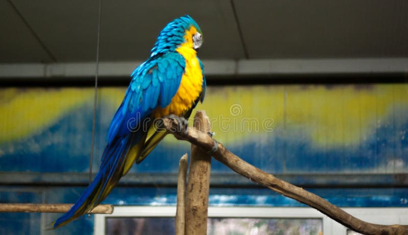 Blue and Yellow Parrot Standing on a Tree Brunch Stock Photo - Image of ...