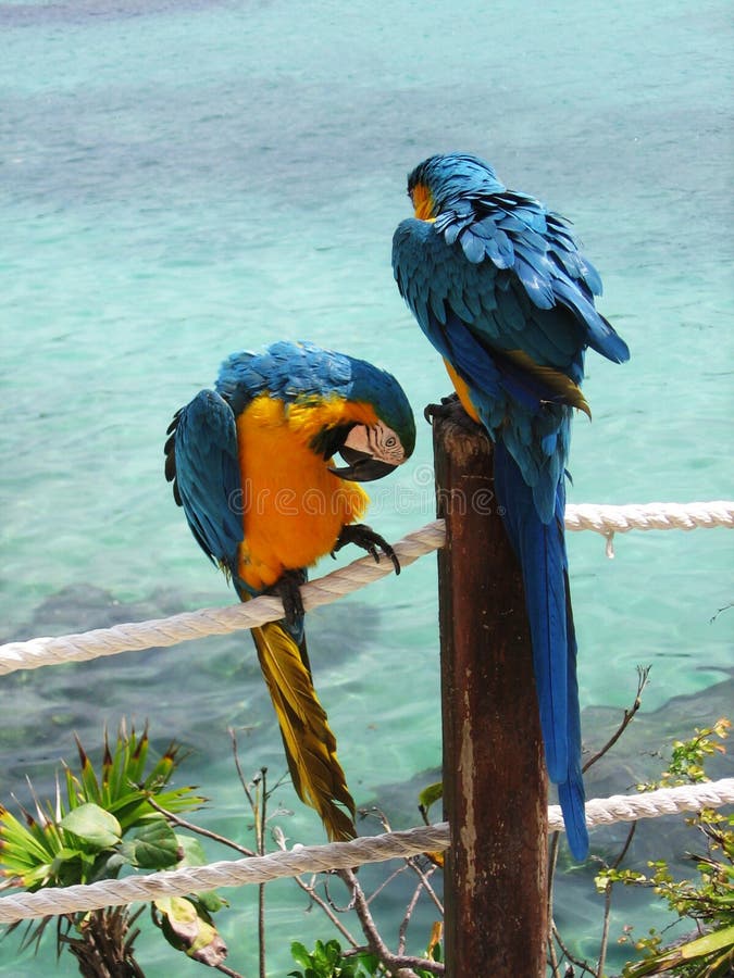 Three Parrots (Blue-and-Yellow Macaw (Ara Ararauna) Also Known a Stock ...