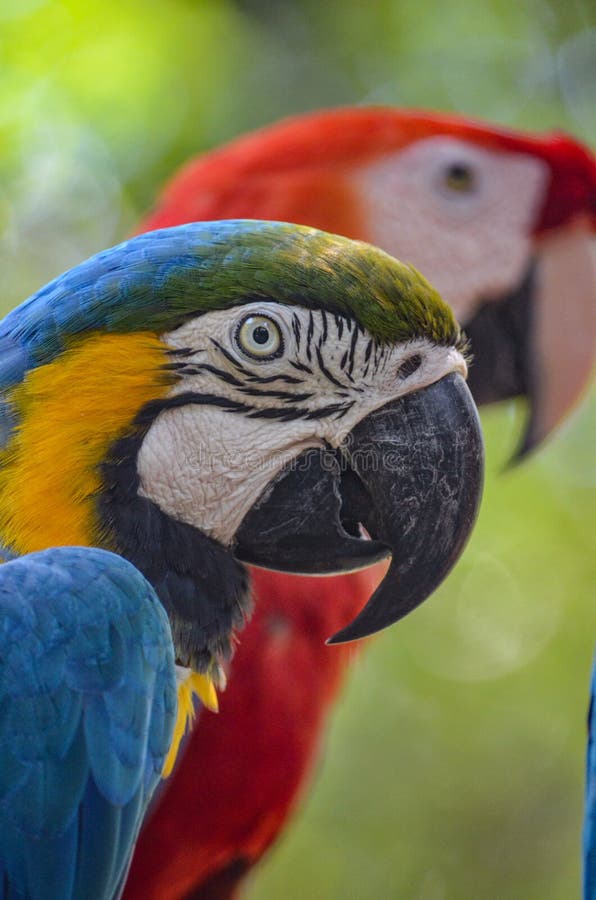 Amazon Rainforest Macaw