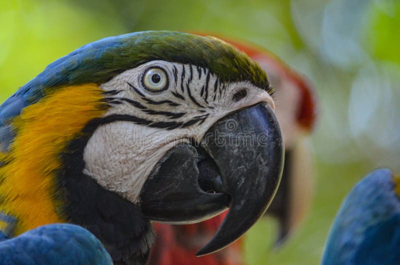 Blue, Yellow and Red Macaws in the Amazon Rainforest Stock Photo ...