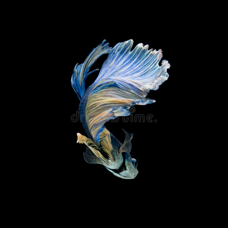 Blue and Red Siamese Fighting Fish, Betta Fish Isolated on Black Stock ...