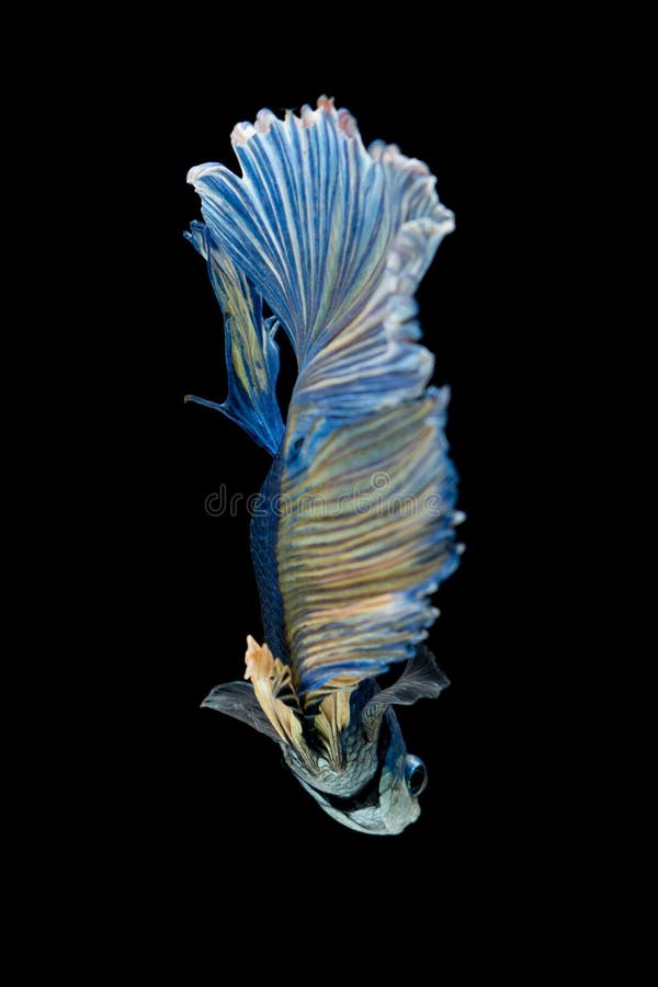 Blue and Red Siamese Fighting Fish, Betta Fish Isolated on Black Stock ...