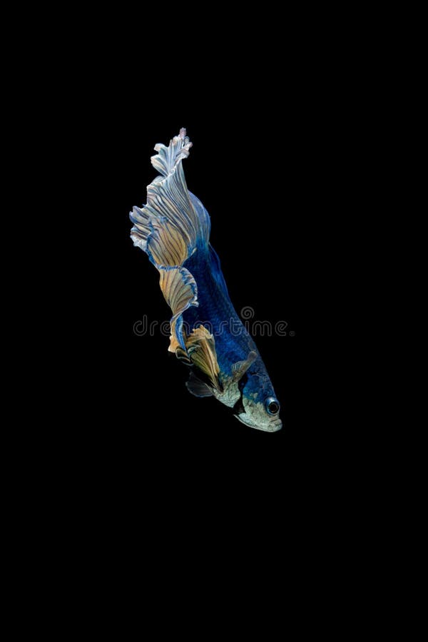 Blue and Red Siamese Fighting Fish, Betta Fish Isolated on Black Stock ...