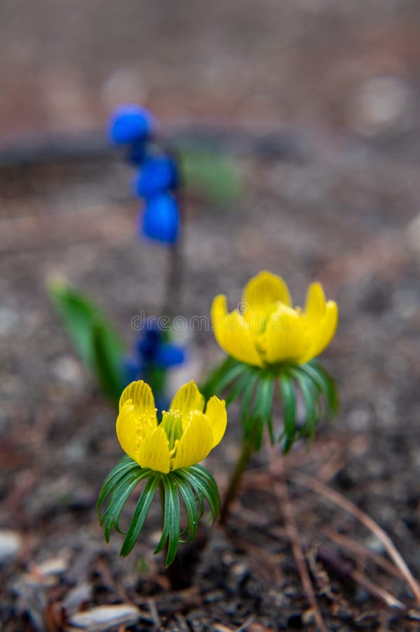 Blue and Yellow Spring Flowers Stock Image - Image of petal, leaf ...