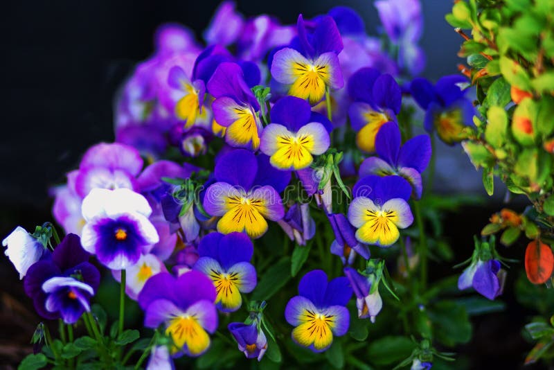 Blue and Yellow Viola on Flowerbed Stock Photo - Image of colors ...
