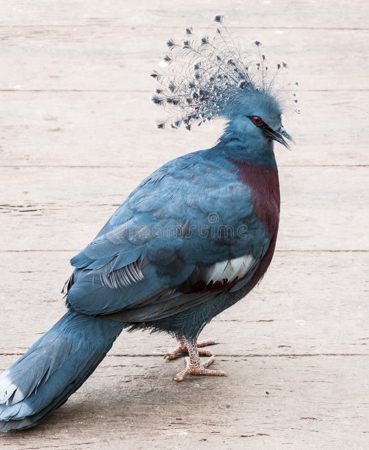 Blue young peacock stock image. Image of detail, natural - 29829699