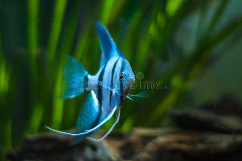 Blue Zebra Angelfish in Tank Fish Stock Photo - Image of fishtank ...