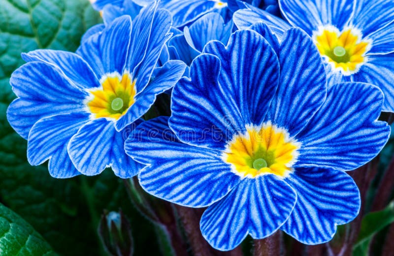 Primula Zebra Blue stock photo. Image of perennial, blooming - 38665246