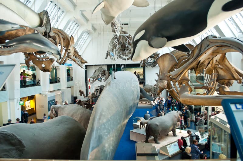Blue Zone of Natural History Museum Editorial Photography - Image of ...