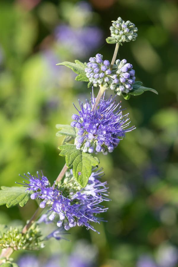Bluebeard Caryopteris Incana Flowers Stock Photo - Image of flowers ...