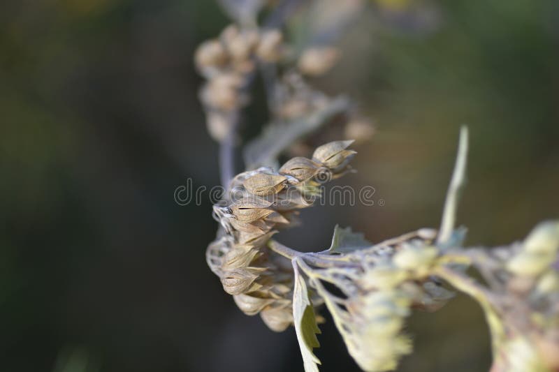 Bluebeard Seedpods Stock Photos - Free & Royalty-Free Stock Photos from ...