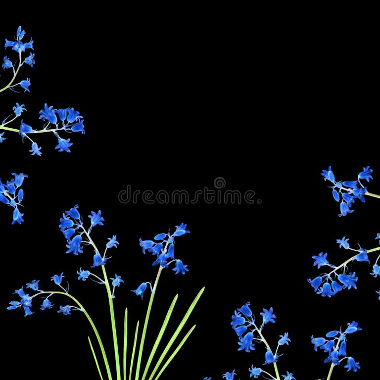 680 Bluebell Border Stock Photos - Free & Royalty-Free Stock Photos ...