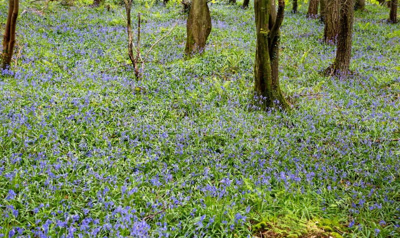 Bluebell Blossom in the Forest, Ireland Stock Photo - Image of spring ...