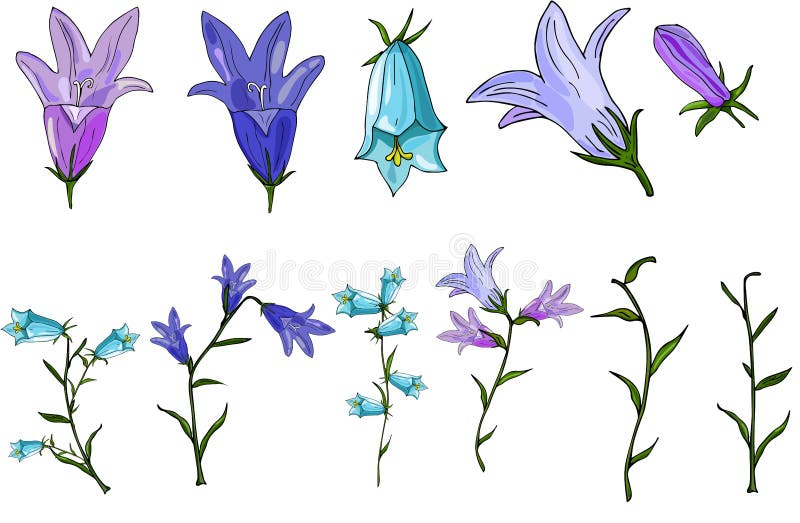Bluebell in Blue and Violet Tints Stock Vector - Illustration of spring ...