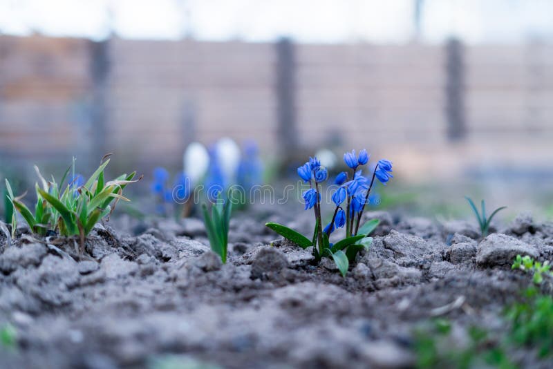 Bluebell of Bright Blue Color Close-up Growing in Soil Stock Image ...
