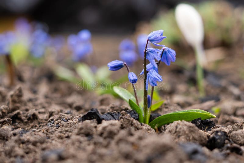 Bluebell of Bright Blue Color Close-up Growing in Soil Stock Photo ...