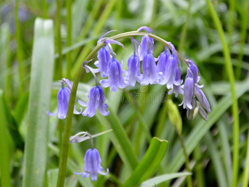 Bluebell close up stock photo. Image of countryside, bluebell - 73263416