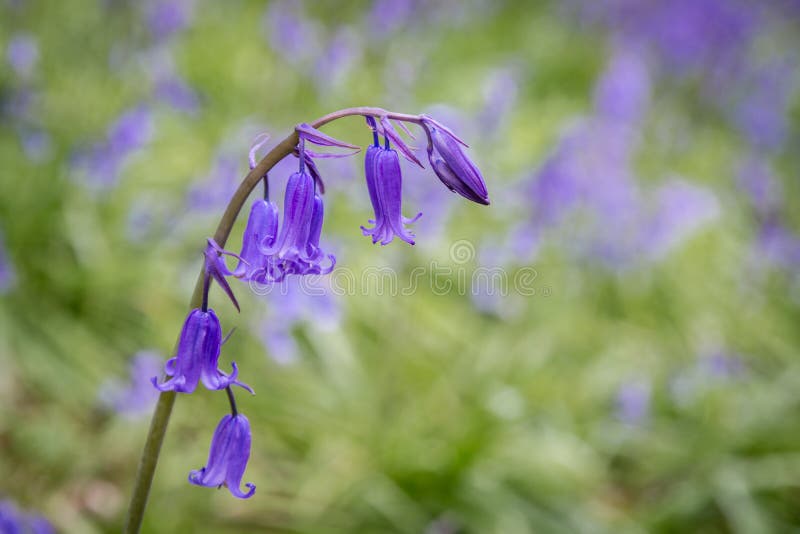 Bluebell close up stock image. Image of petal, horticulture - 53909899