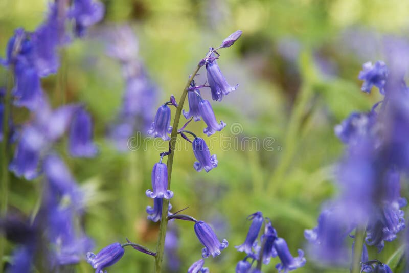 Bluebell stock image. Image of meadow, plant, wales, spring - 43277919