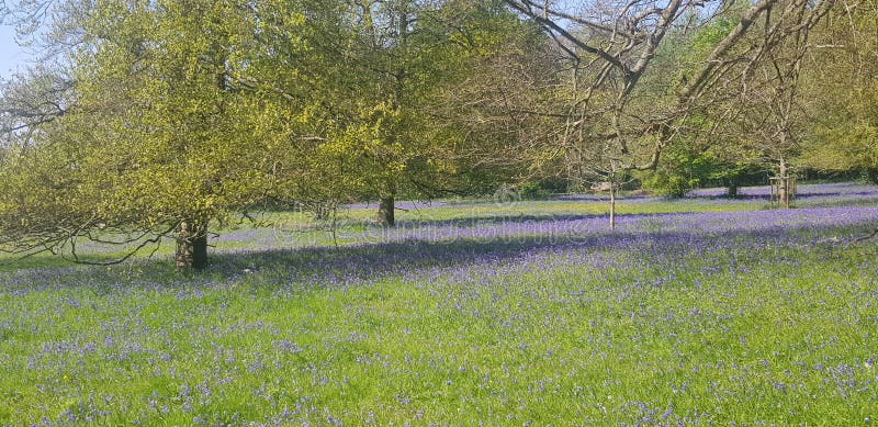 Bluebell field stock photo. Image of field, flower, bluebell - 165077708