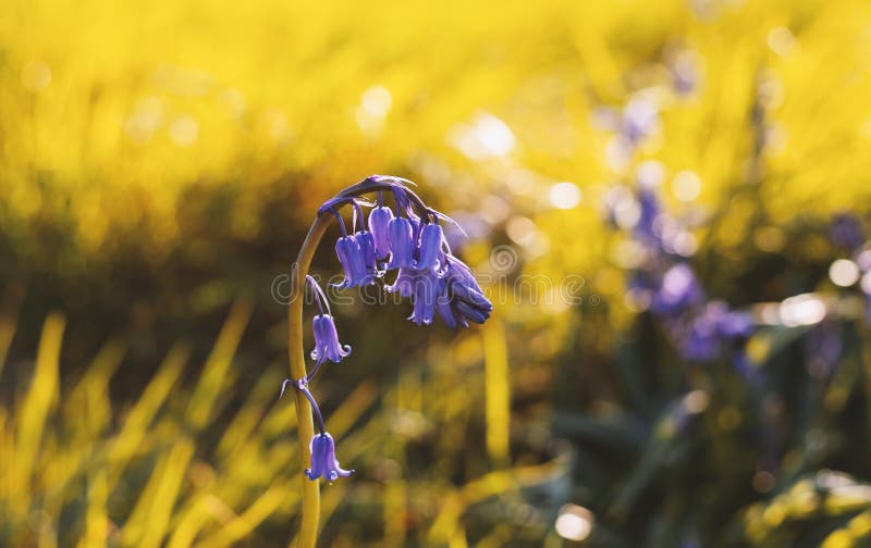 Bluebell in a Field at Sunset Stock Photo - Image of summer, wildflower ...